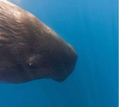 Pacific Rim National Park Reserve Wildlife Watching - Vanisle Wildlife