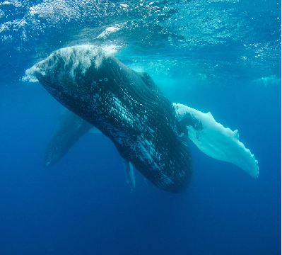 Pacific Rim National Park Reserve Wildlife Watching - Vanisle Wildlife